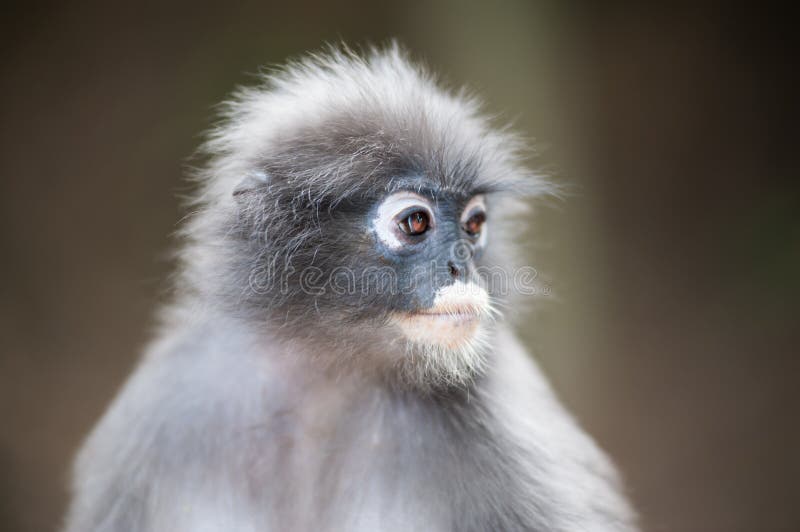Dusky leaf monkey. stock photo. Image of asia, eyes, leaf - 90647506