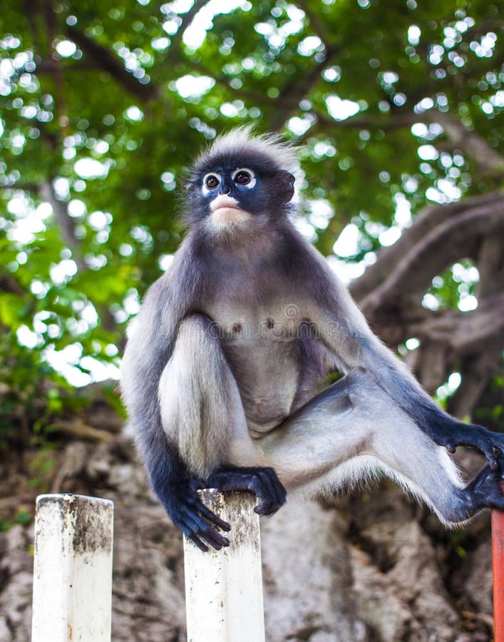 Dusky Leaf Monkey in Deep Forest Stock Image - Image of tree, wildlife ...