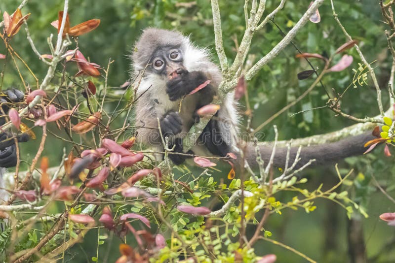 Dusky Leaf Monkey Eating the Seed Pod Off Yellow Flame Tree. Stock ...