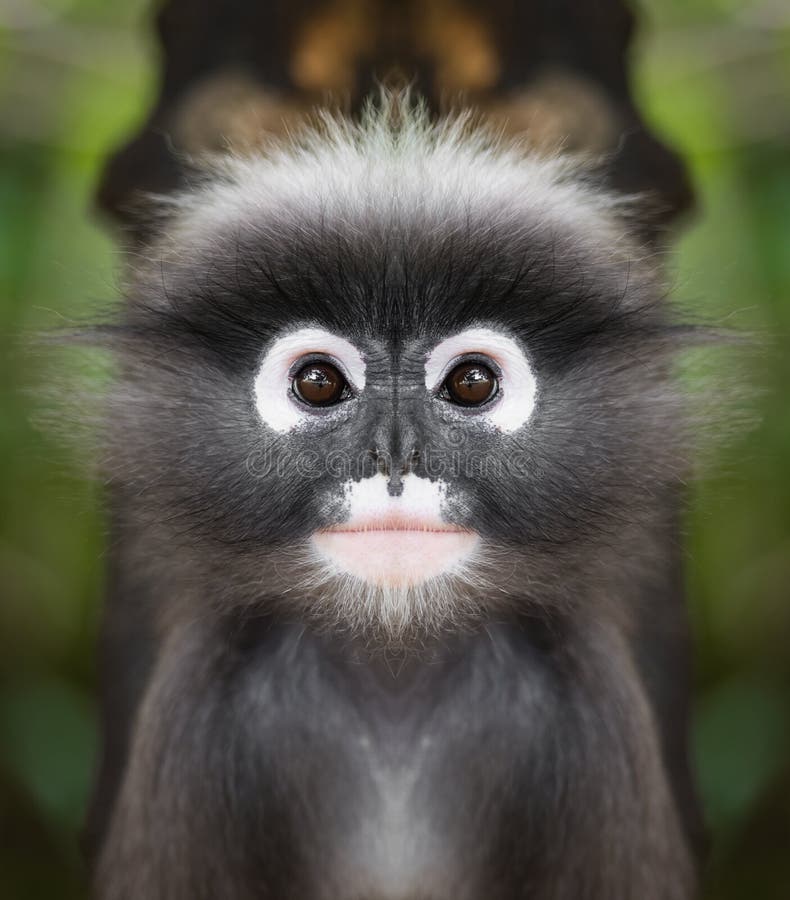 Dusky Leaf Monkey Face Close Up Stock Image - Image of deers, little ...
