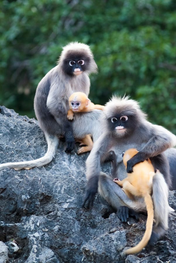 Dusky Leaf Monkey Baby stock image. Image of relationship - 40548801