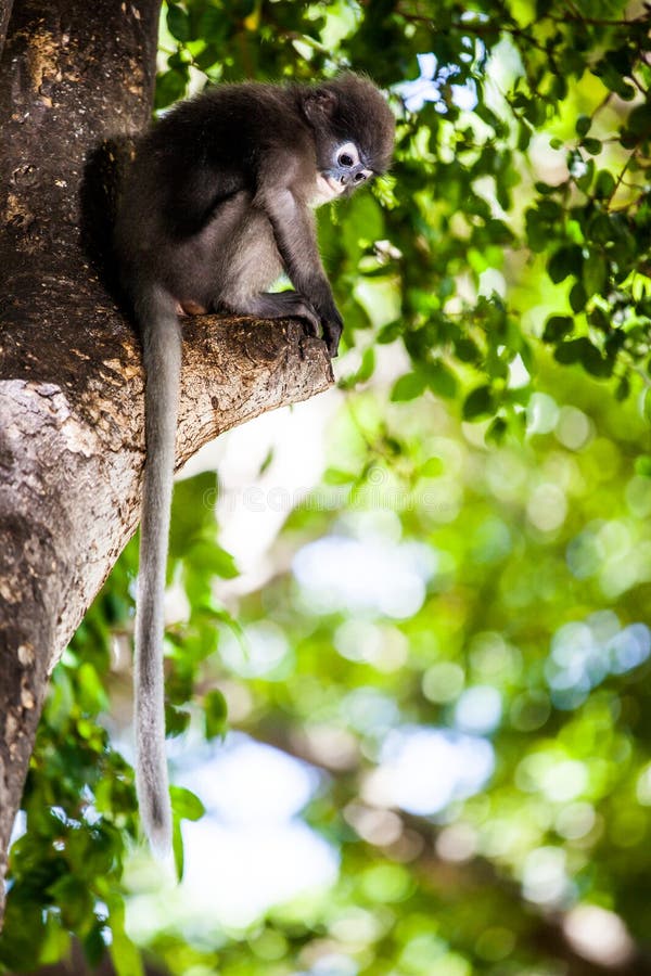 Female Dusky Langur, Dusky Leaf Monkey, Spectacled Langur ...