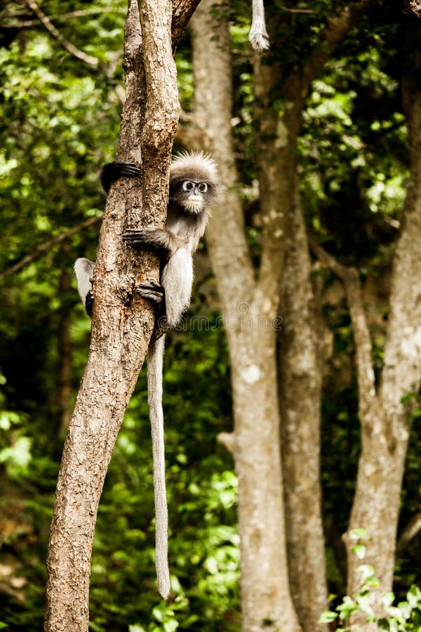 Female Dusky Langur, Dusky Leaf Monkey, Spectacled Langur ...