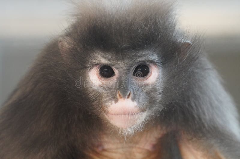 Dusky Leaf Monkey Looking Out Stock Photo - Image of primates, mammalia ...