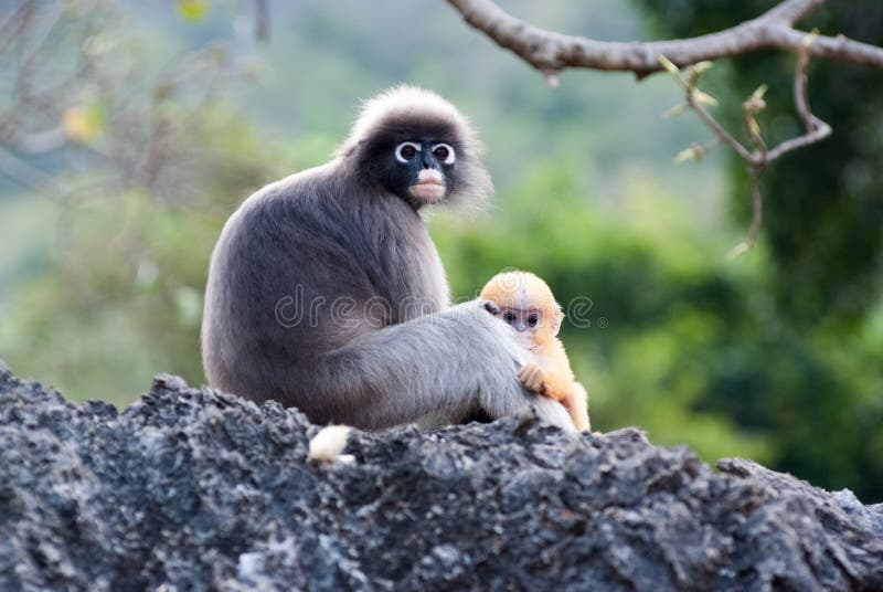 Dusky Leaf Monkey Baby stock image. Image of relationship - 40548801