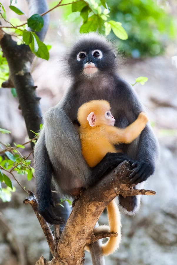 Dusky Leaf Monkey Baby stock image. Image of relationship - 40548801