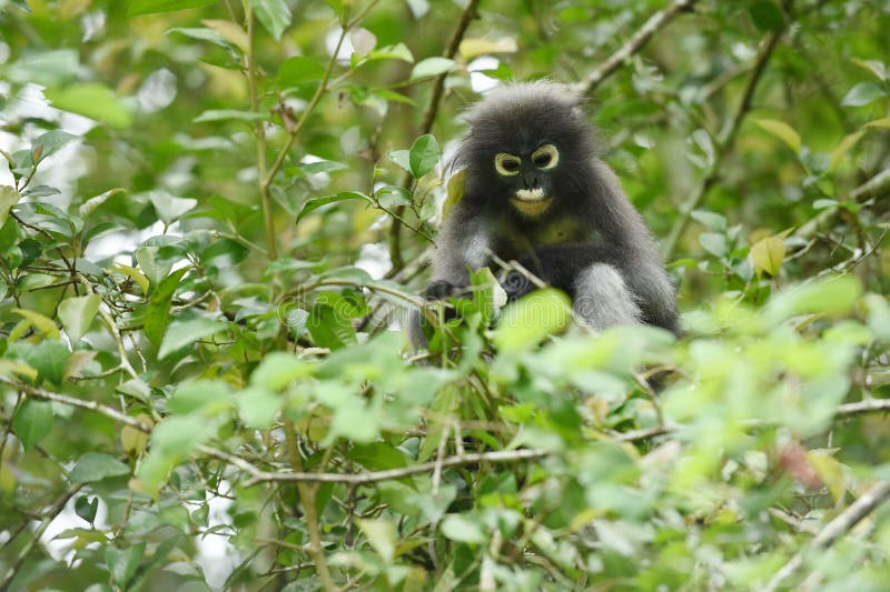 Dusky Leaf Monkey in Nature Stock Image - Image of park, wilderness ...