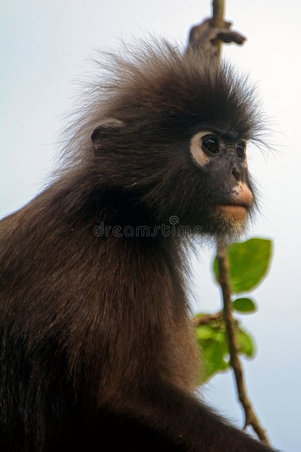 Dusky Leaf Monkey, Penang, Malaysia Stock Photo - Image of cute ...