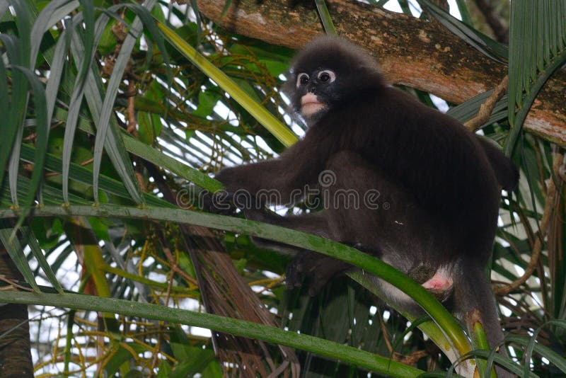 Dusky Leaf Monkey, Penang, Malaysia Stock Photo - Image of asian, hand ...