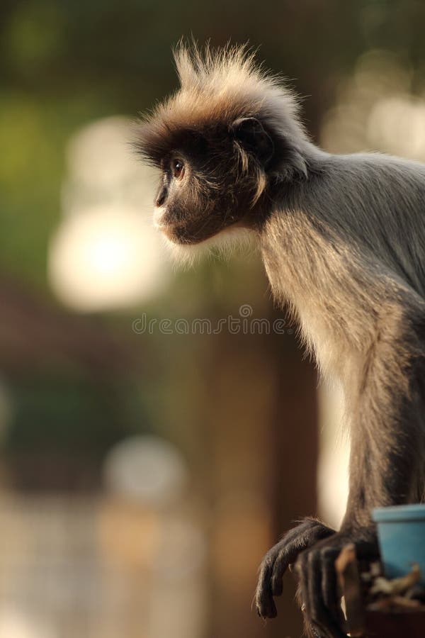 Dusky leaf monkey stock photo. Image of primate, agility - 73664852