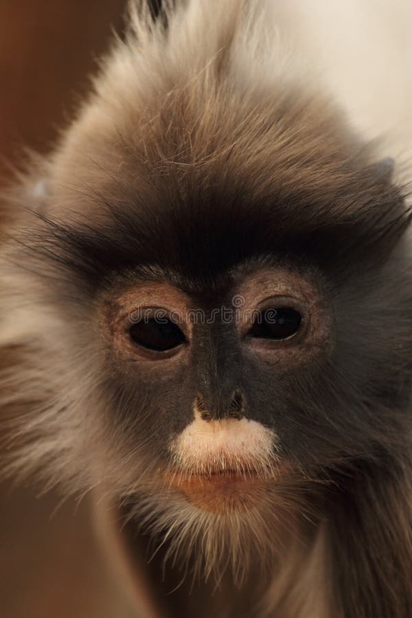 Dusky leaf monkey stock photo. Image of nature, name - 74996842