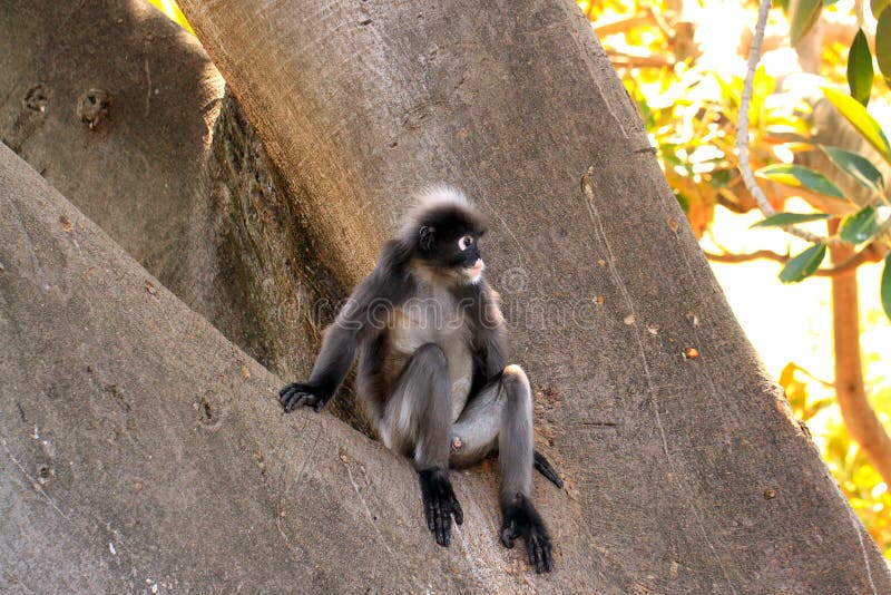 Dusky Leaf Monkey - Semnopithecus Obscurus Stock Image - Image of ...