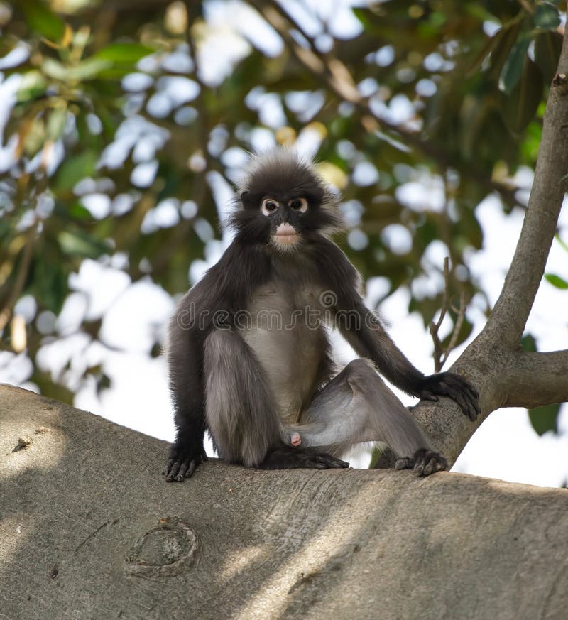 Dusky Leaf Monkey stock image. Image of monkey, spectacled - 40721129