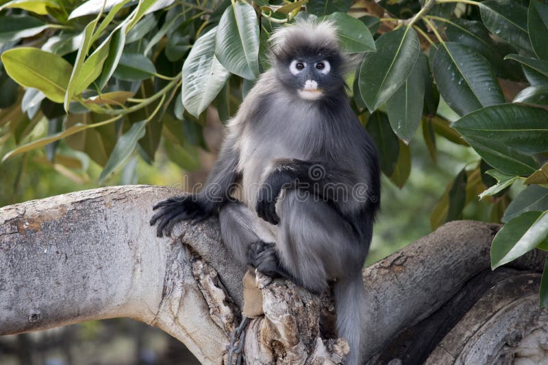 The Dusky Leaf Monkey is Sitting on a Tree Branch Stock Photo - Image of grey, animal: 210572020