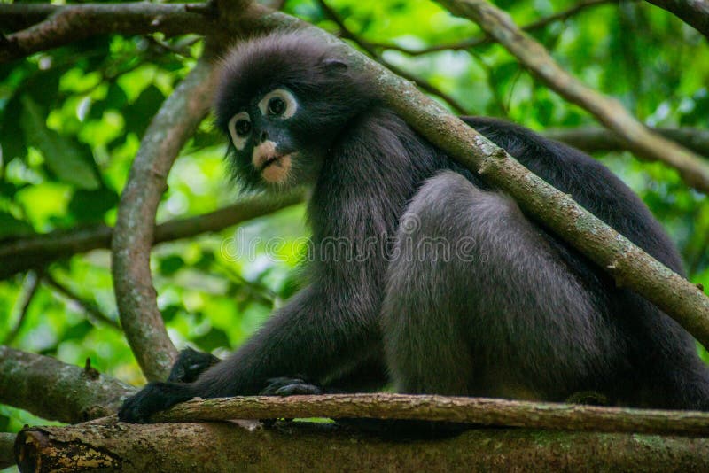Dusky Leaf Monkey Sitting on the Tree in the Jungle. Ang Thong National ...