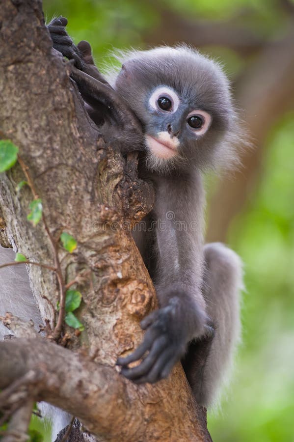 Dusky Leaf Monkey / Spectacled Langur Stock Photo - Image of monkey ...