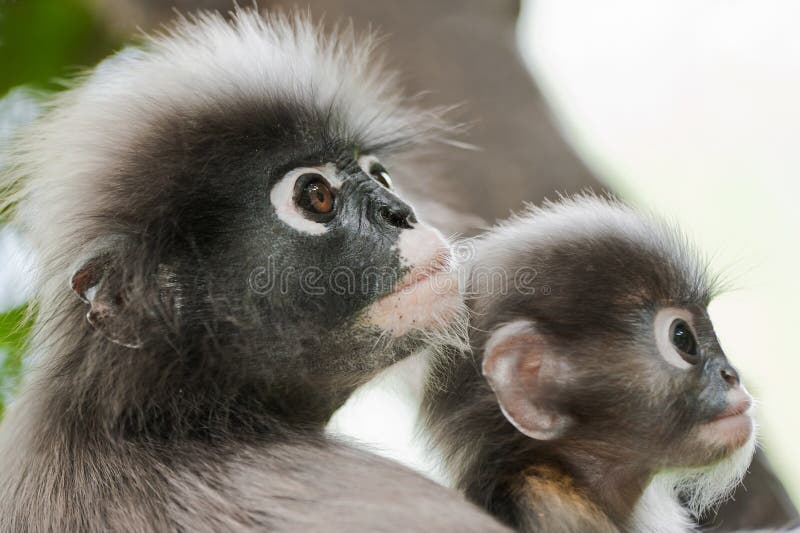 Dusky Leaf Monkey / Spectacled Langur Stock Photo - Image of wild ...