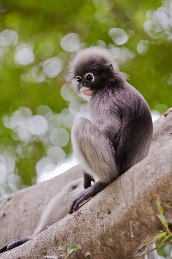 Dusky Leaf Monkey / Spectacled Langur Stock Photo - Image of animal ...