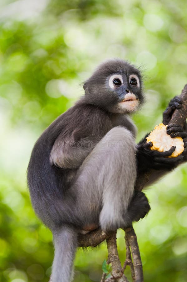 Dusky Leaf Monkey / Spectacled Langur Stock Photo - Image of animal ...
