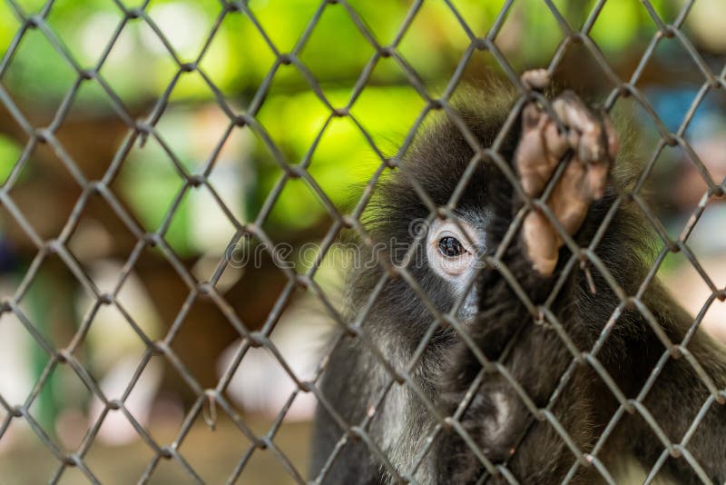 Dusky Leaf Monkey or Spectacled Langur Stock Image - Image of jungle ...