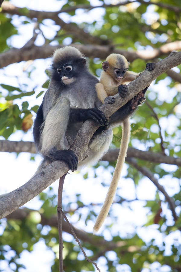 The Dusky Leaf Monkey, Spectacled Langur, or Spectacled Leaf Mon Stock ...