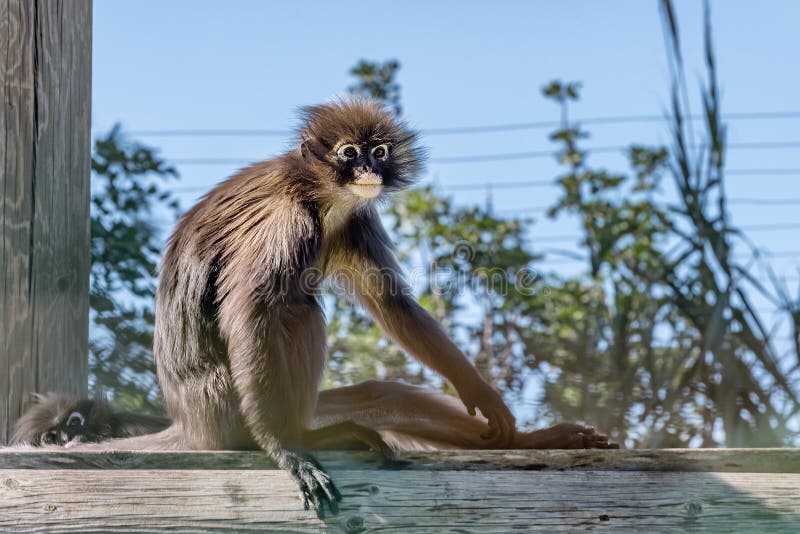 Dusky Leaf Monkey, Spectacled Langur. Exotic Monkeys in the Monkey ...