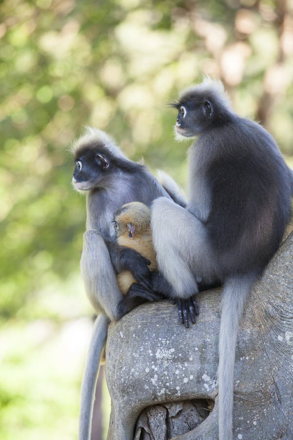 The Dusky Leaf Monkey, Spectacled Langur, or Spectacled Leaf Mon Stock ...