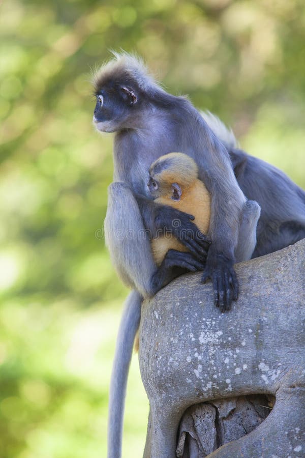 The Dusky Leaf Monkey, Spectacled Langur, or Spectacled Leaf Mon Stock ...