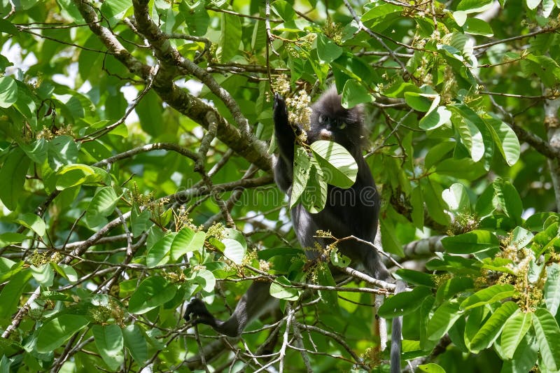 Dusky Leaf Monkey or Spectacled Langur Eating Leaves and Flower on the ...