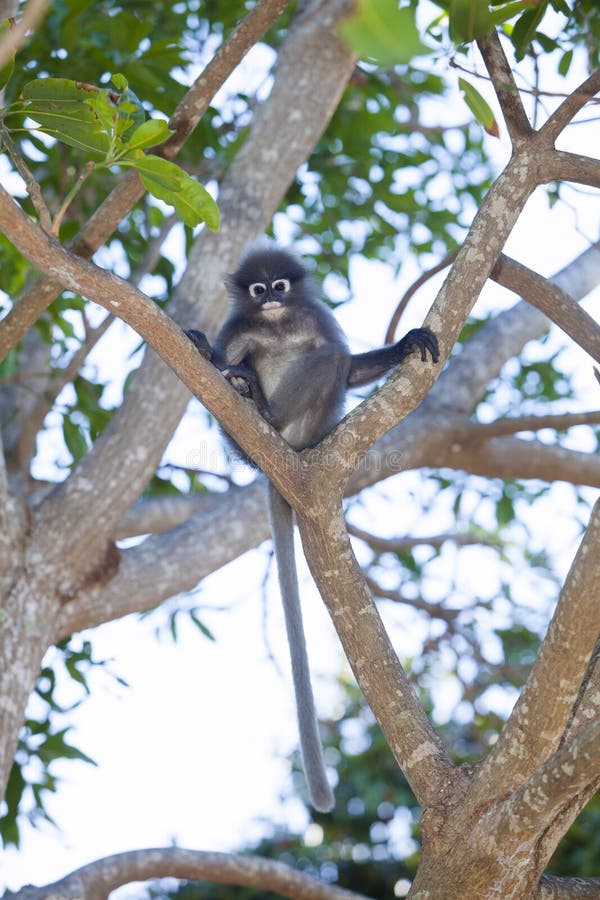 The Dusky Leaf Monkey, Spectacled Langur, or Spectacled Leaf Mon Stock ...