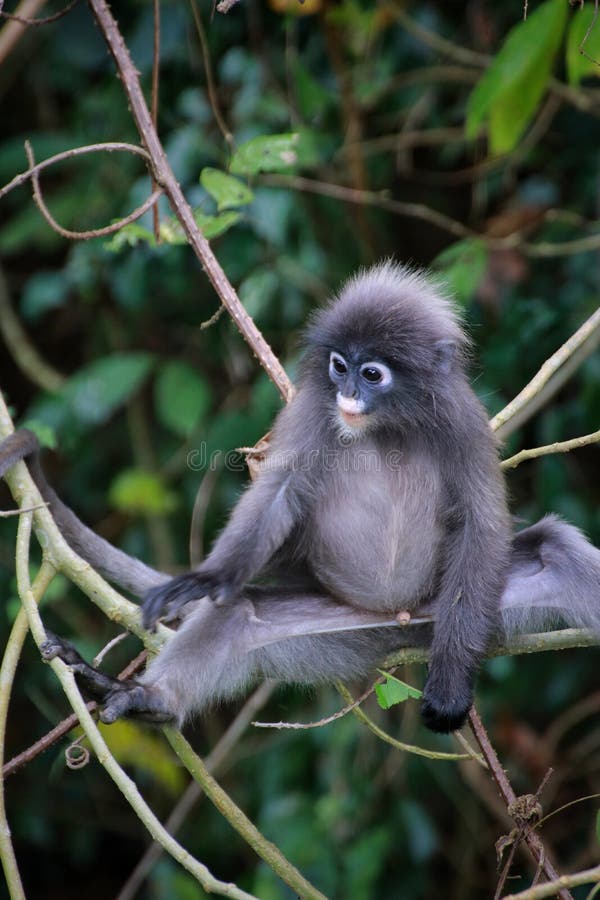 Dusky Leaf Monkey Trachypithecus Obscurus in Kaeng Krachan National ...