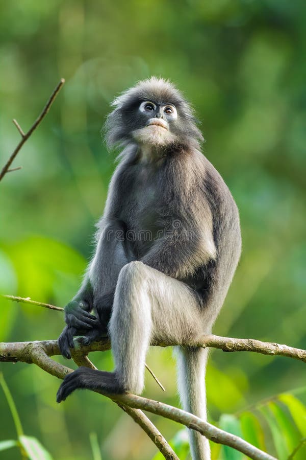 Dusky leaf monkey stock photo. Image of dusky, obscurus - 35963518
