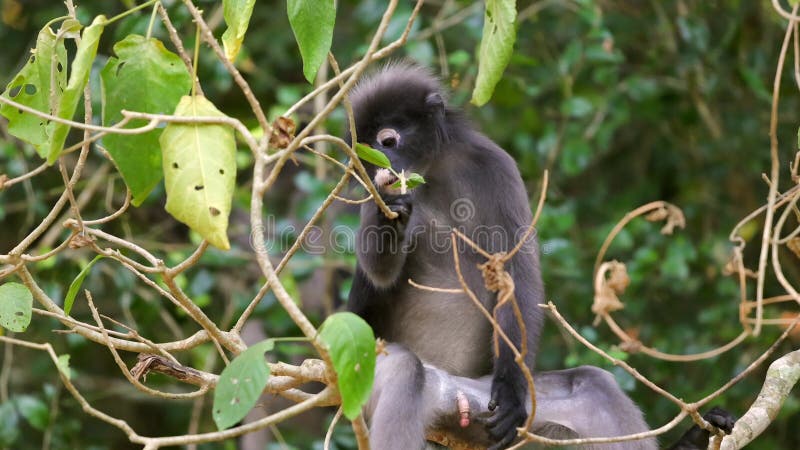 Dusky Leaf Monkey on Tree Branch Stock Video - Video of hair, cute: 368078055