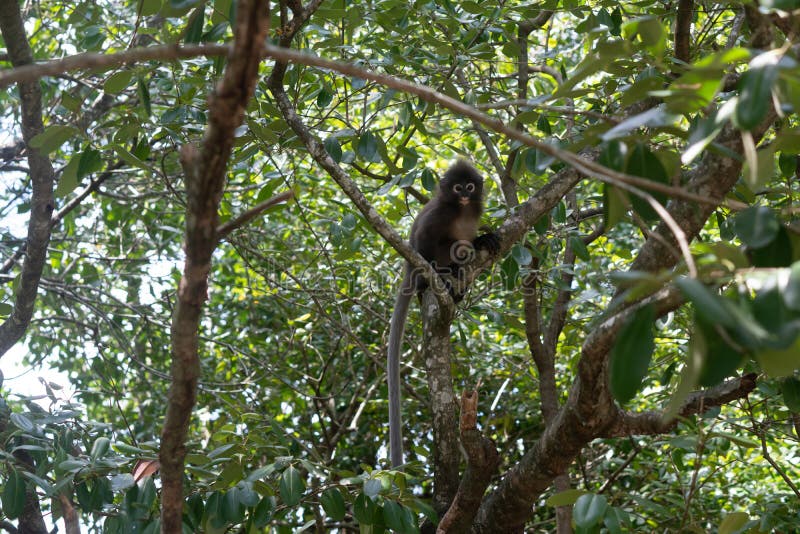 Dusky Leaf Monkey on the Tree in Thailand Stock Image - Image of green ...
