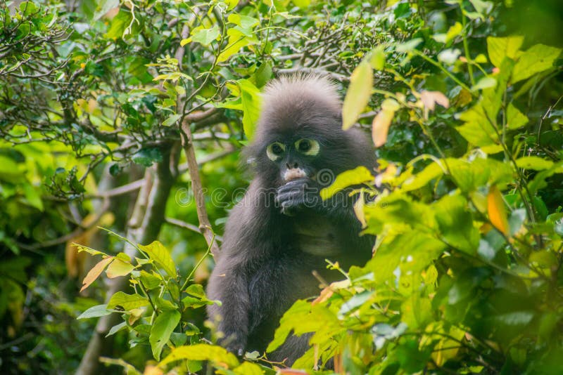 Dusky Leaf Monkey in the Tropical Forest in Thailand. Stock Photo ...