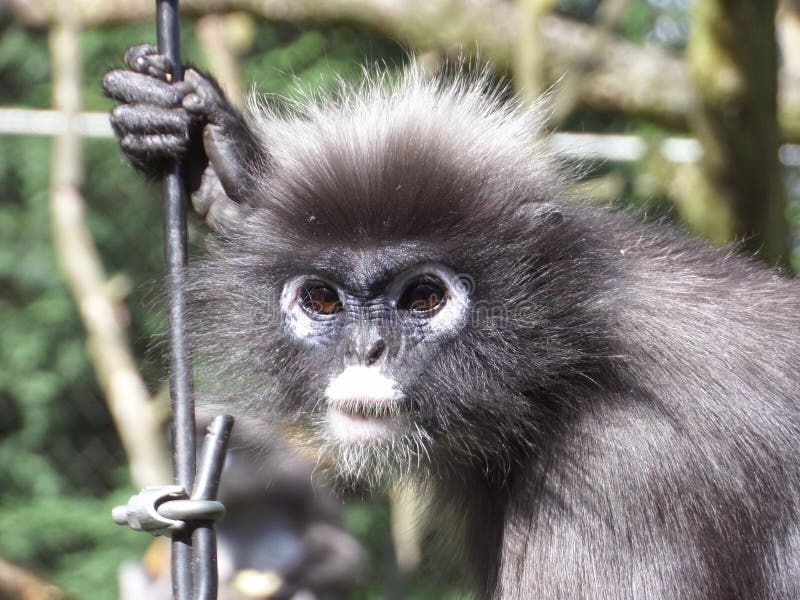 Dusky leaf monkey stock photo. Image of monkeys, dusky - 51763478