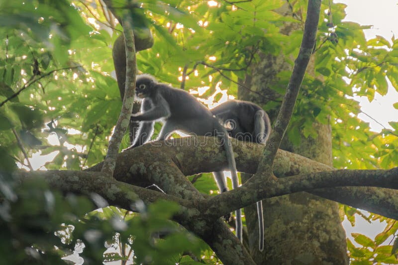 Dusky Leaf Monkeys Climb on the Trees in the Big Forest Stock Image ...