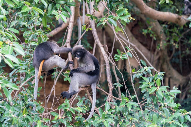 Dusky Leaf Monkeys on the Tree Stock Photo - Image of outdoors ...