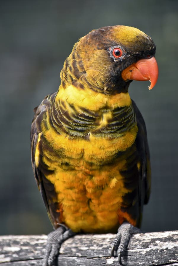 Dusky Lory, White-rumped Lory Also Known As a Dusky-orange Lory Stock ...
