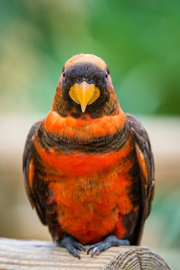 Dusky Lory Parrot Close Up. Stock Photo - Image of beak, orange: 89061540