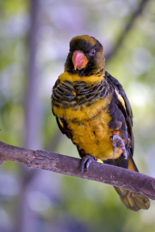 The Dusky Lory is Perched on a Bush Stock Photo - Image of bird ...