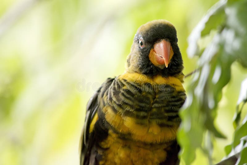 The Dusky Lory is Perched on a Bush it is a Yellow and Black Bird Stock ...