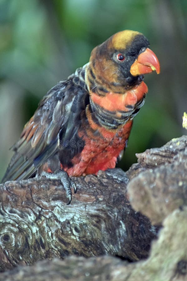 A dusky lory stock photo. Image of bird, parrot, close - 115270762