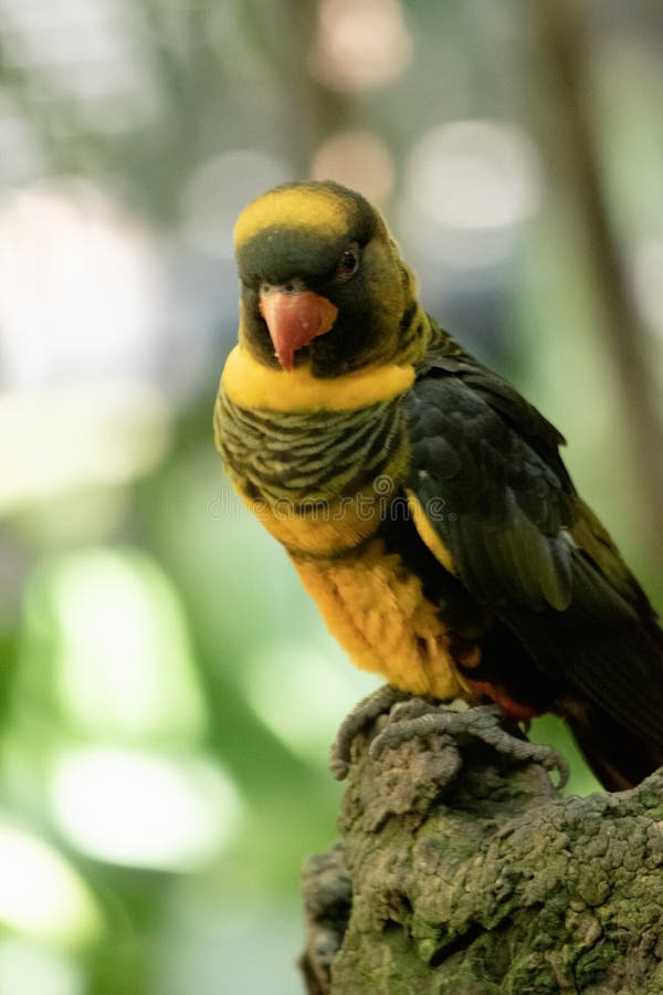 The Dusky Lory is Perched on a Tree Stump Stock Photo - Image of view ...
