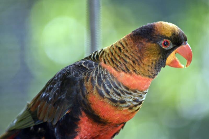 Dusky Lory White-rumped Lory or the Dusky-orange Lory Stock Image ...