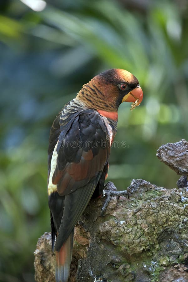 A dusky lory stock image. Image of dusky, parrot, view - 128304747
