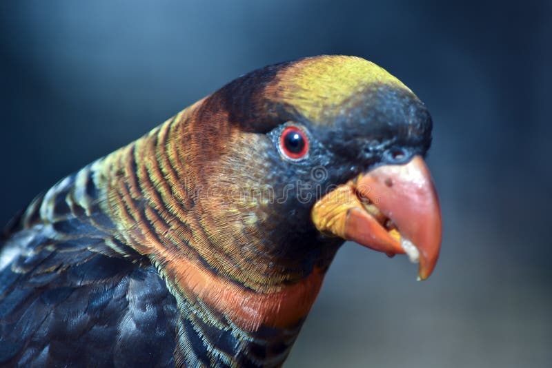 Dusky Lory, White-rumped Lory Also Known As A Dusky-orange Lory Stock ...