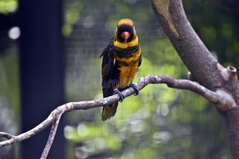 Dusky Lory, White-rumped Lory Also Known As a Dusky-orange Lory Stock ...