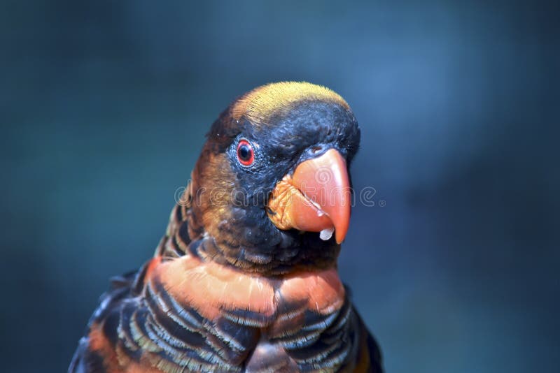 Dusky Lory White-rumped Lory or the Dusky-orange Lory Stock Image ...