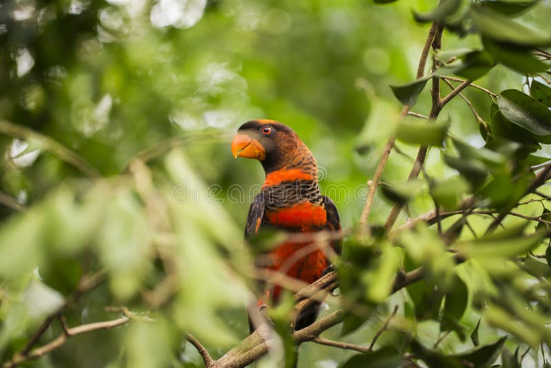 The Dusky Lory or the White-rumped Lory or the Dusky-orange Lory ...